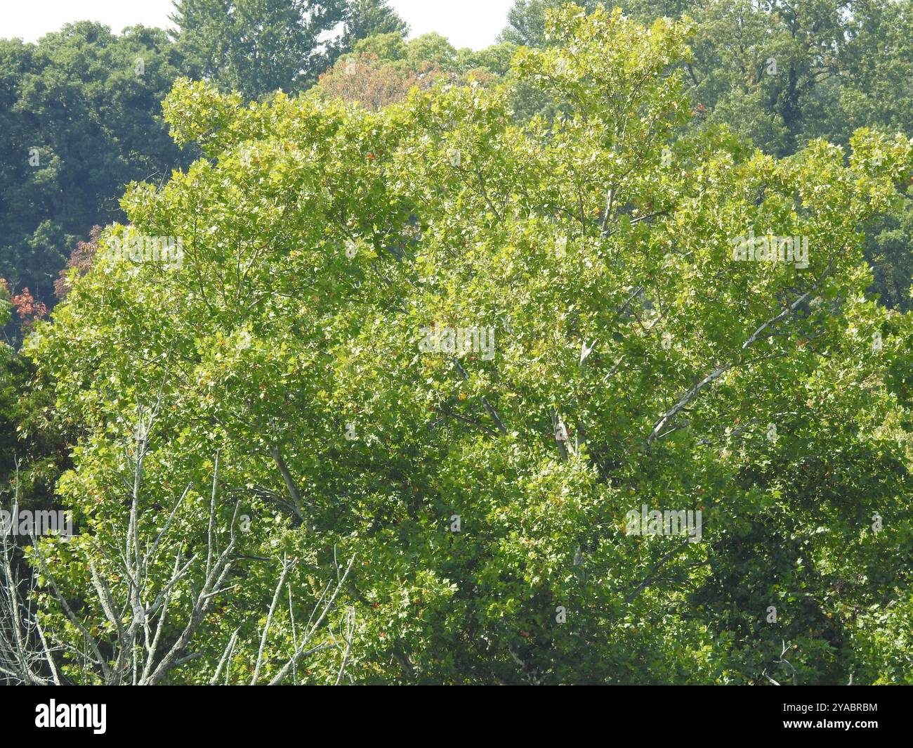 American sycamore (Platanus occidentalis) Plantae Stock Photo - Alamy