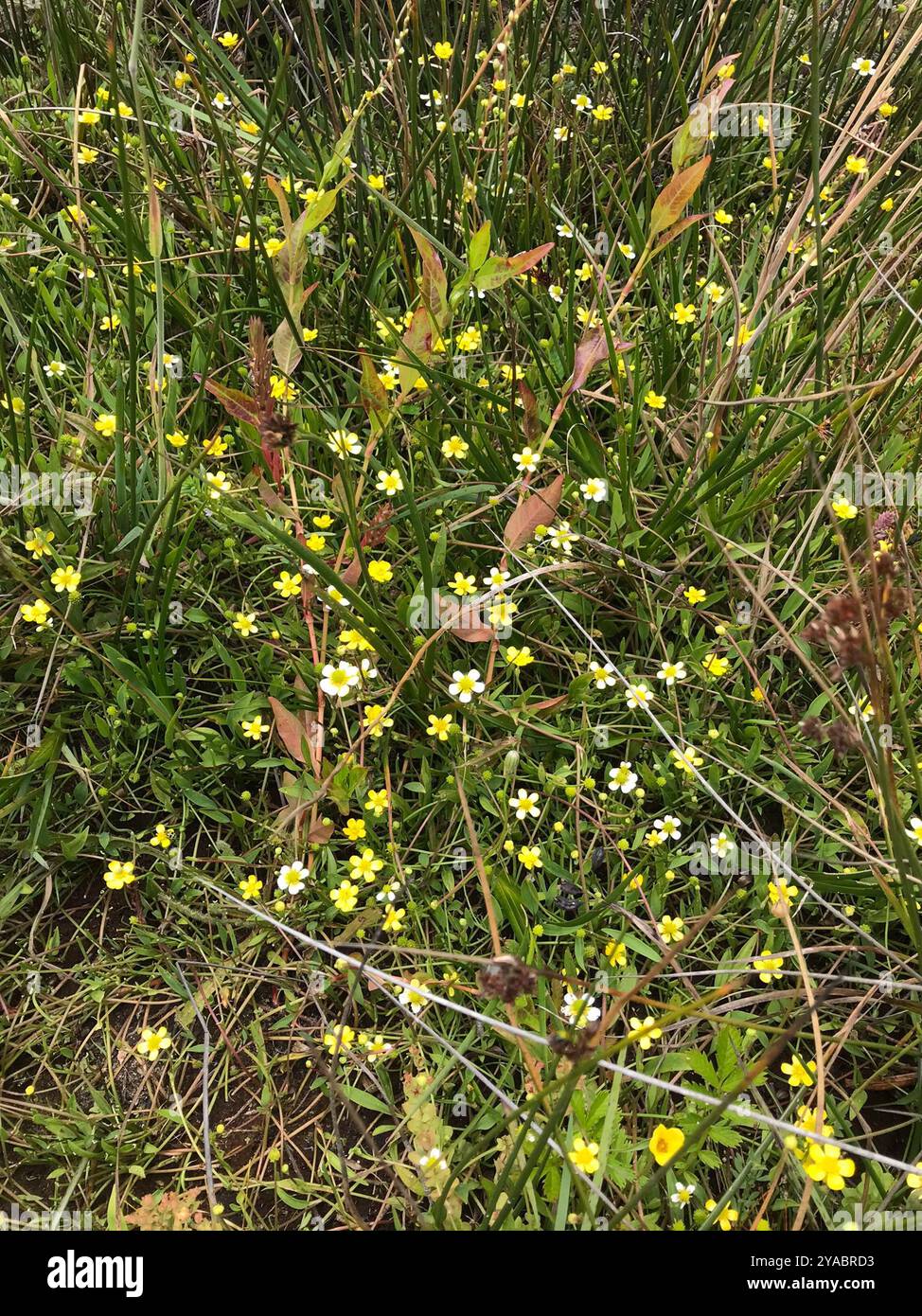Lesser Spearwort (Ranunculus flammula) Plantae Stock Photo - Alamy