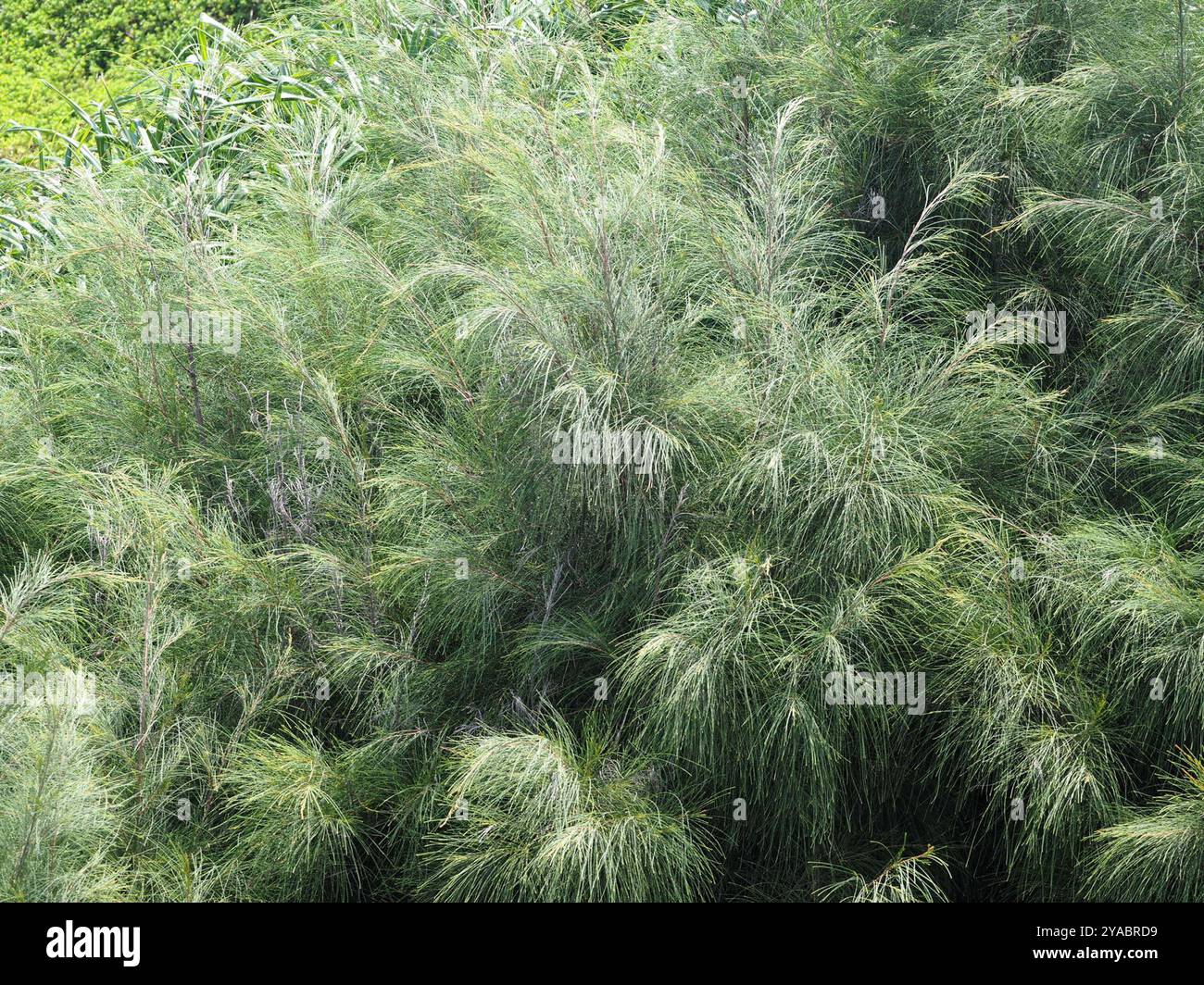 Beach Sheoak (Casuarina equisetifolia) Plantae Stock Photo - Alamy