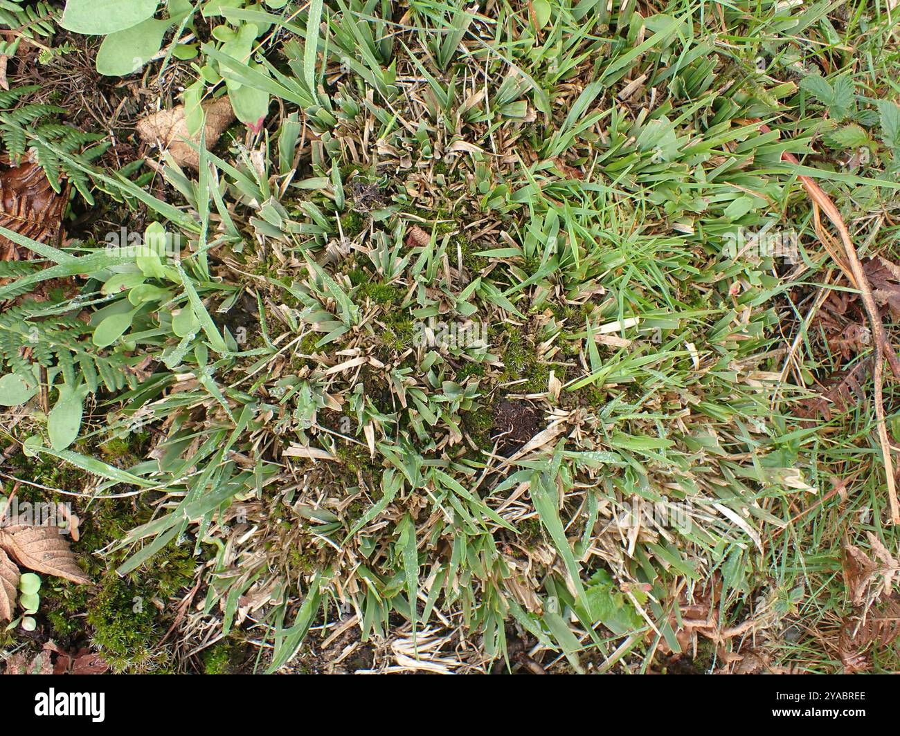 Purple moor grass (Molinia caerulea) Plantae Stock Photo - Alamy
