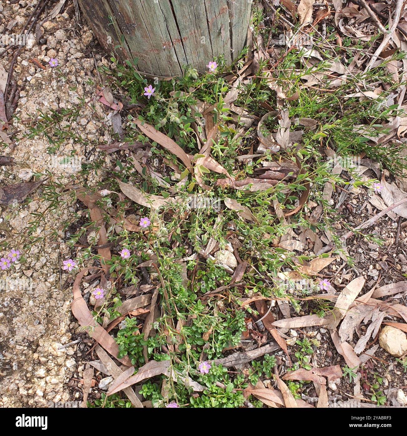Red Sand Spurrey (Spergularia rubra) Plantae Stock Photo - Alamy