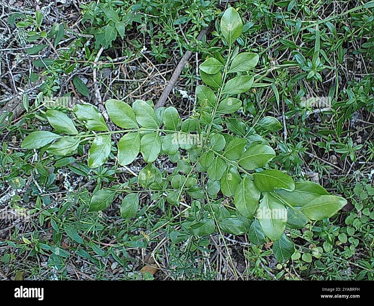 Small knobwood (Zanthoxylum capense) Plantae Stock Photo - Alamy