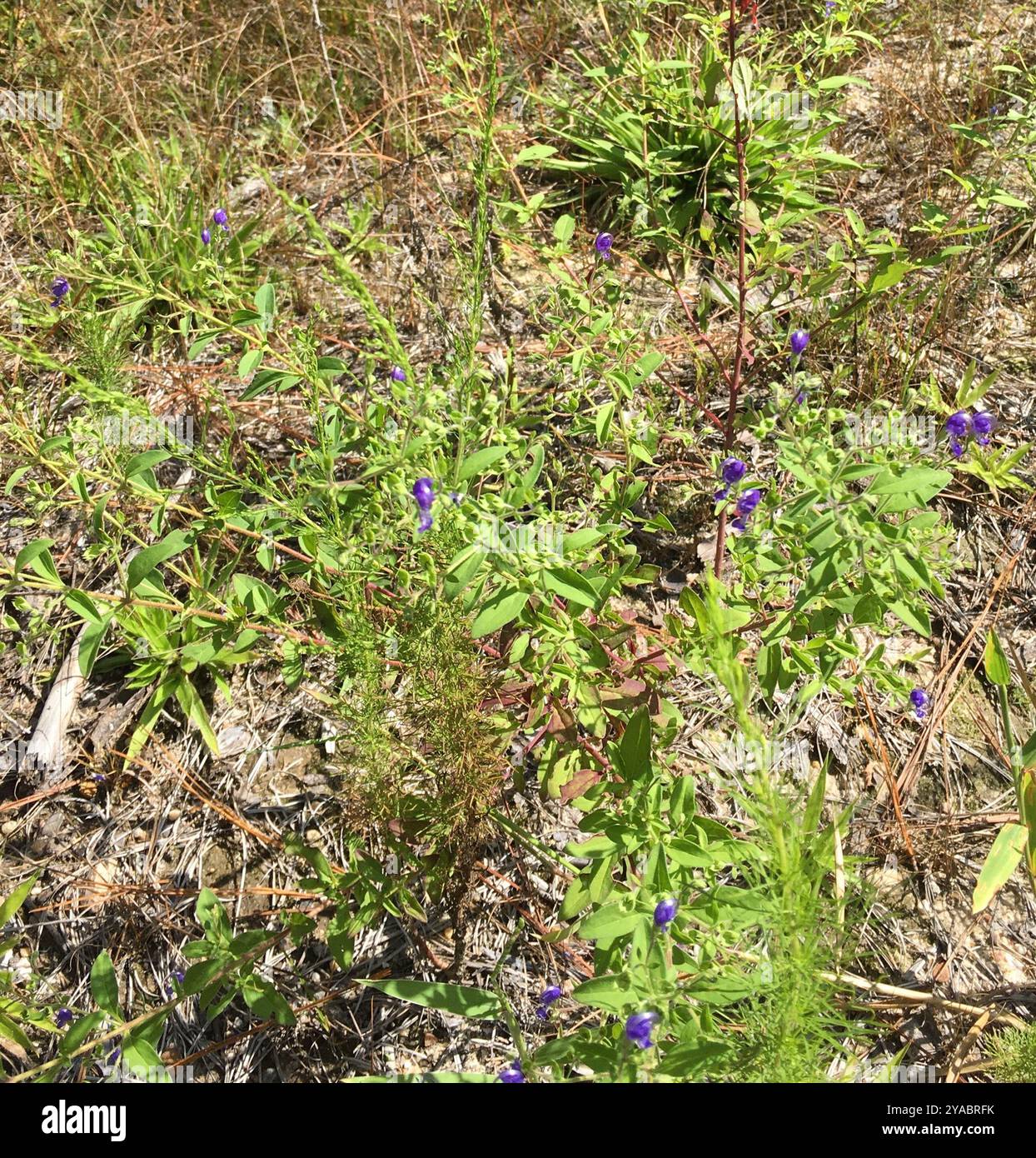 Blue Curls (Trichostema dichotomum) Plantae Stock Photo - Alamy