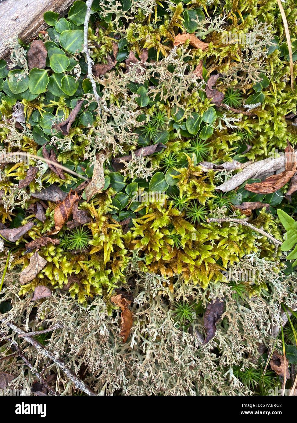 Golden Glade-moss (Rhytidium rugosum) Plantae Stock Photo - Alamy