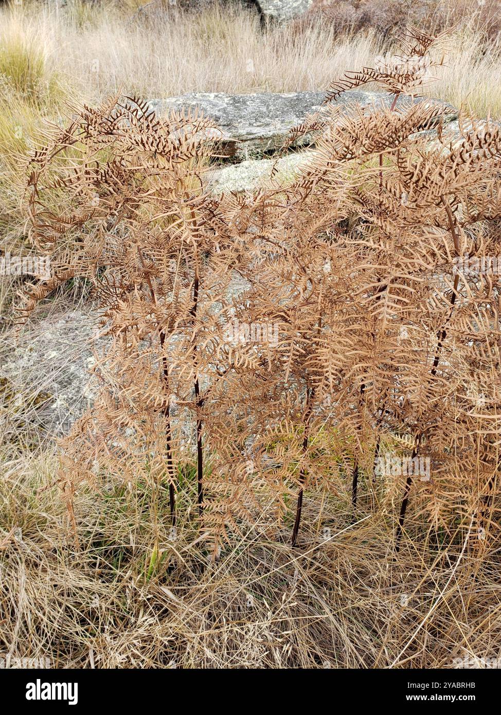 Austral Bracken (Pteridium esculentum) Plantae Stock Photo - Alamy