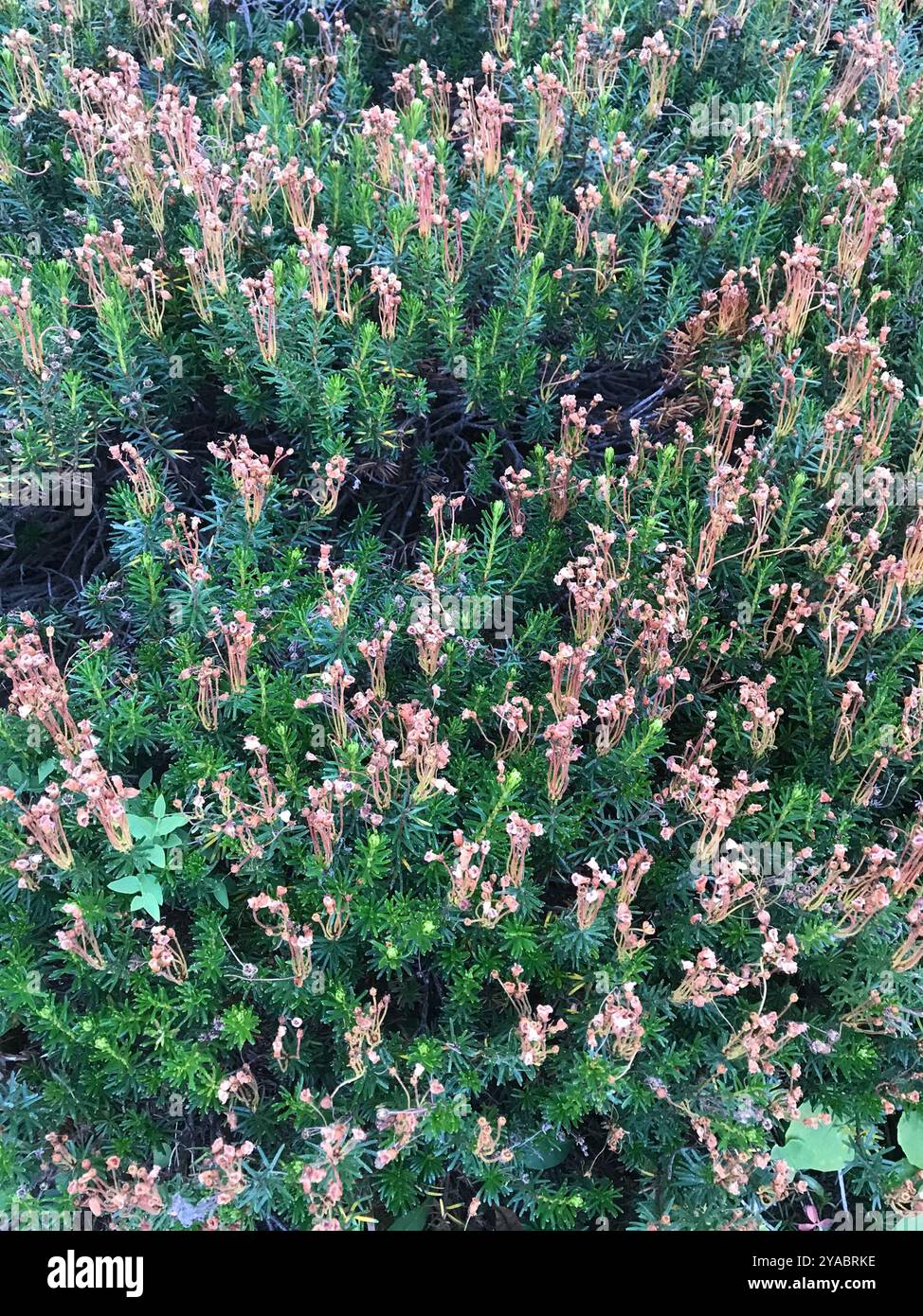 mountain-heathers (Phyllodoce) Plantae Stock Photo - Alamy