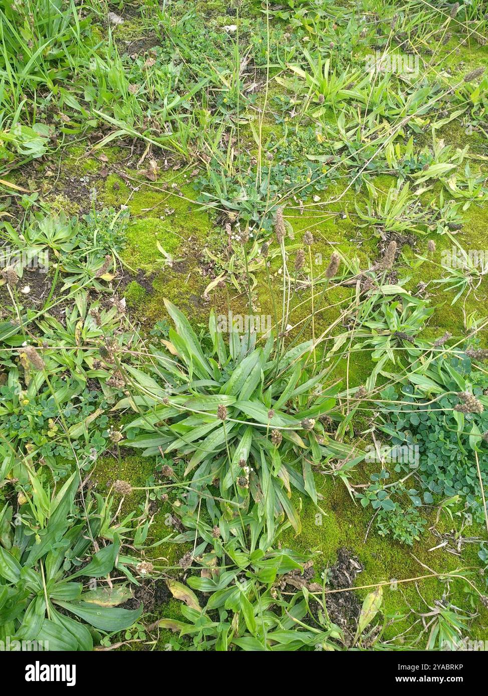 ribwort plantain (Plantago lanceolata) Plantae Stock Photo - Alamy