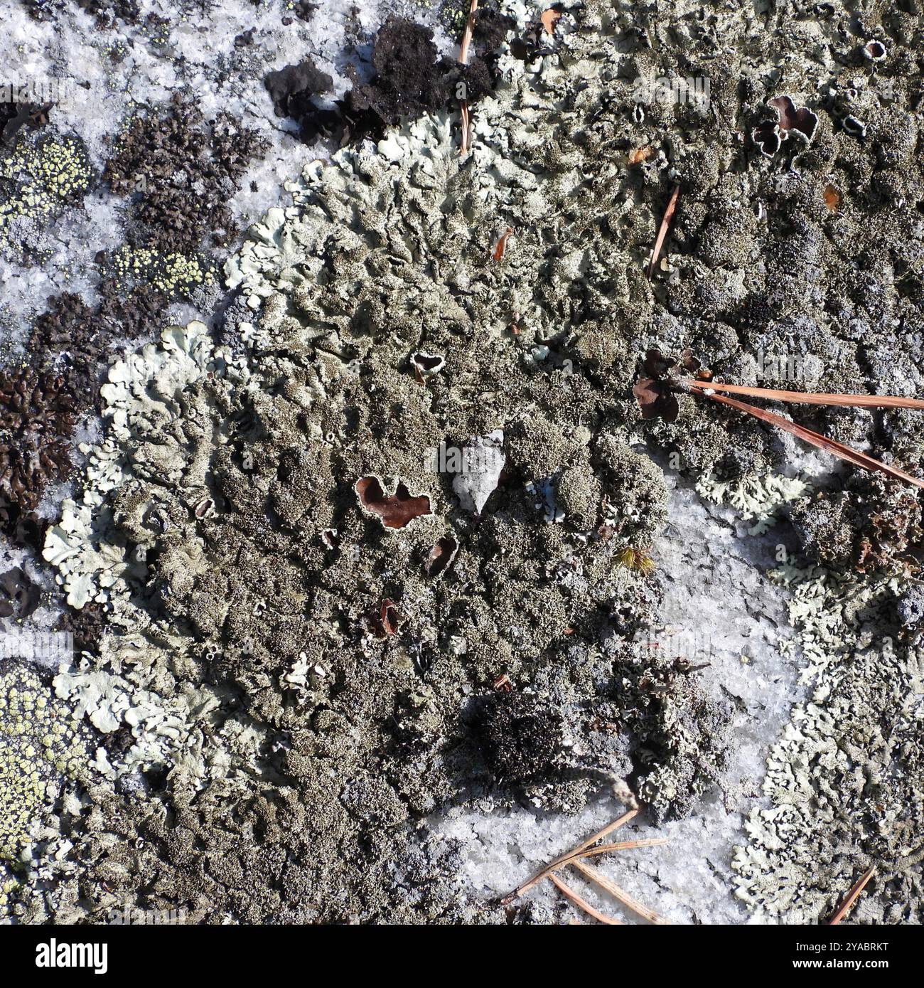 Peppered Rock-shield (Xanthoparmelia conspersa) Fungi Stock Photo - Alamy