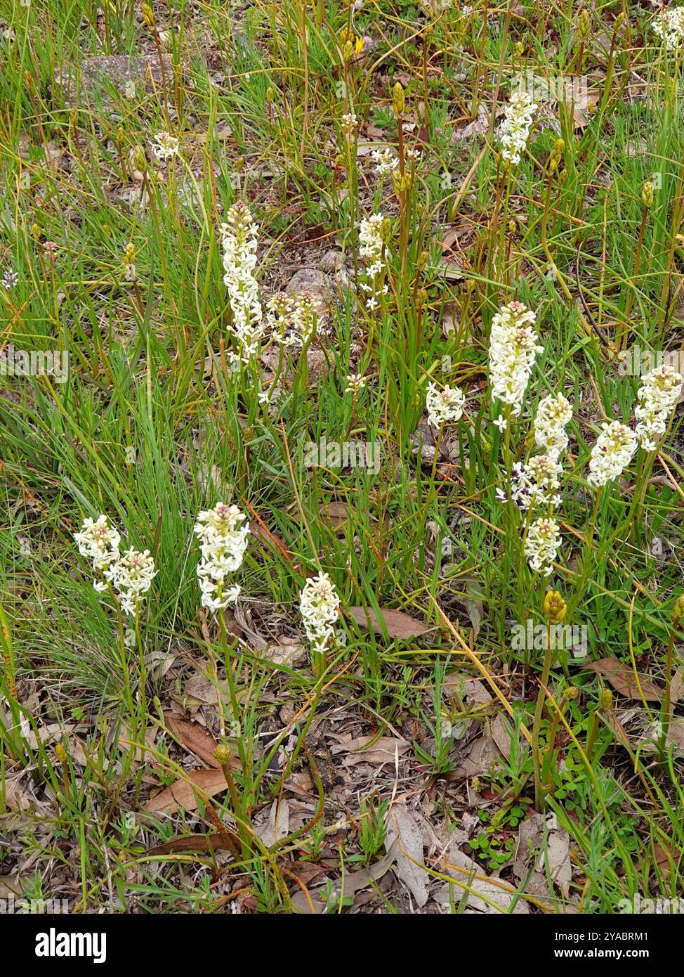 Creamy Candles (Stackhousia monogyna) Plantae Stock Photo - Alamy