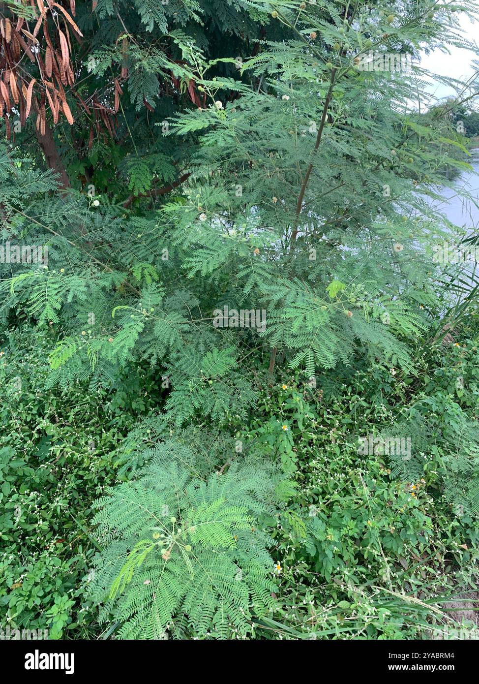 White leadtree (Leucaena leucocephala) Plantae Stock Photo - Alamy