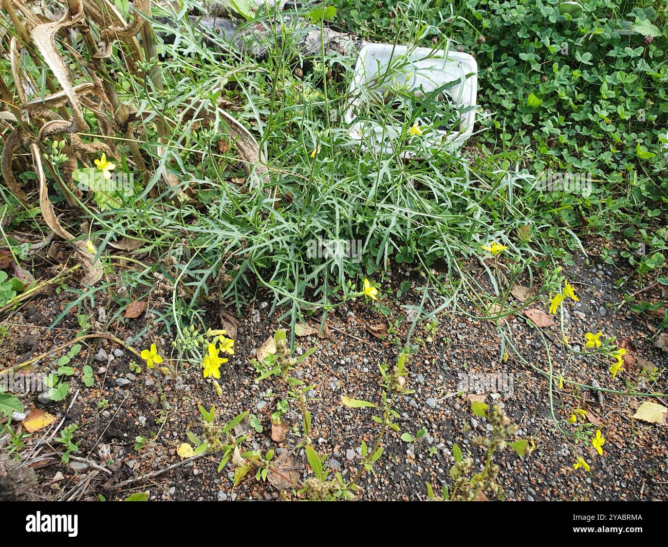 Perennial Wall-rocket (Diplotaxis tenuifolia) Plantae Stock Photo - Alamy