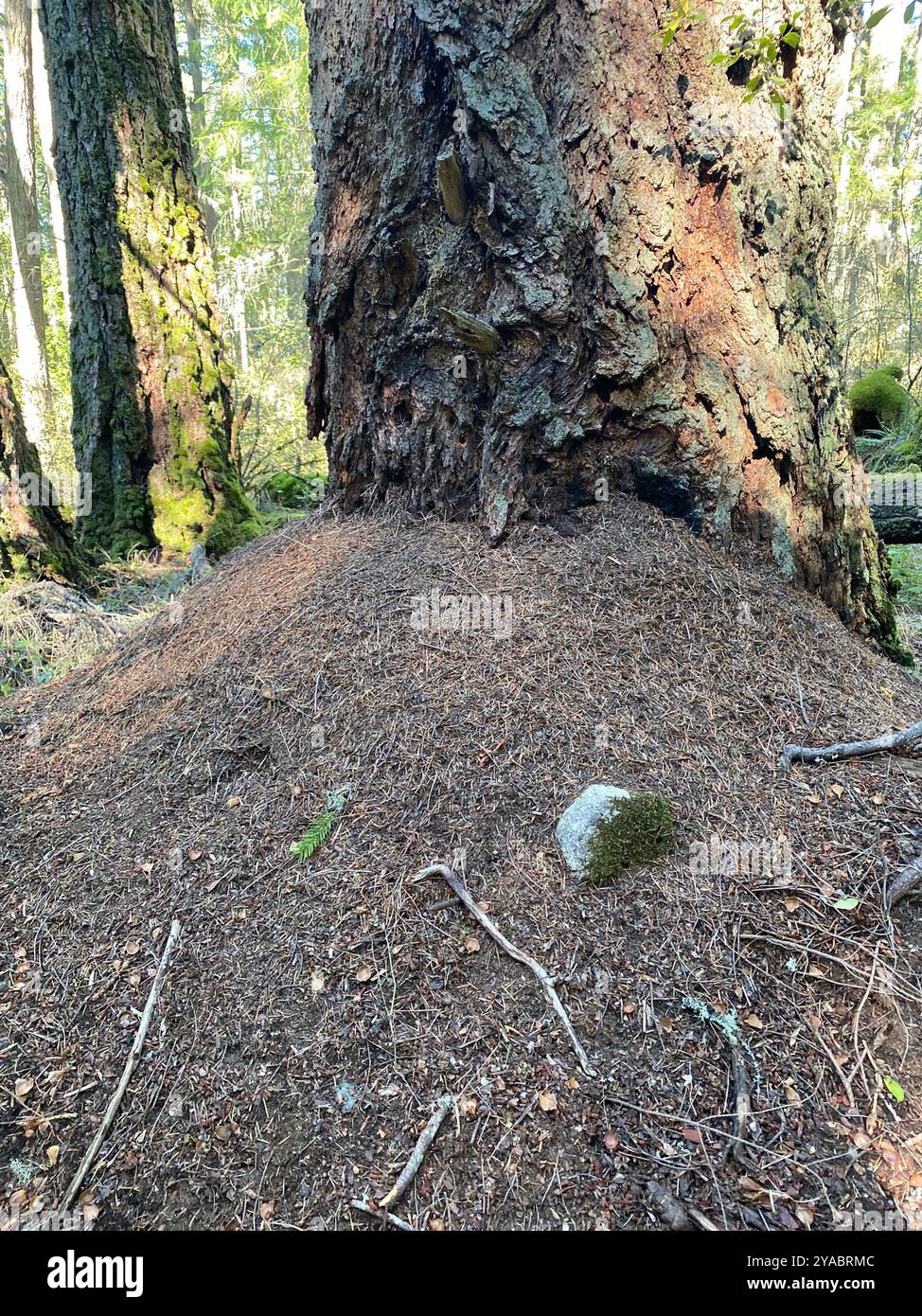 Western Thatching Ant (Formica obscuripes) Insecta Stock Photo - Alamy