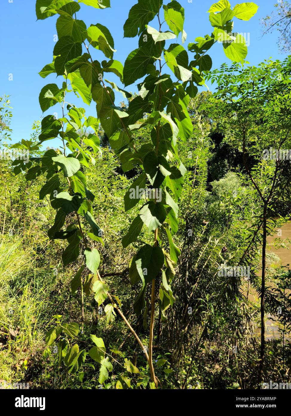 mulberry and fig family (Moraceae) Plantae Stock Photo - Alamy