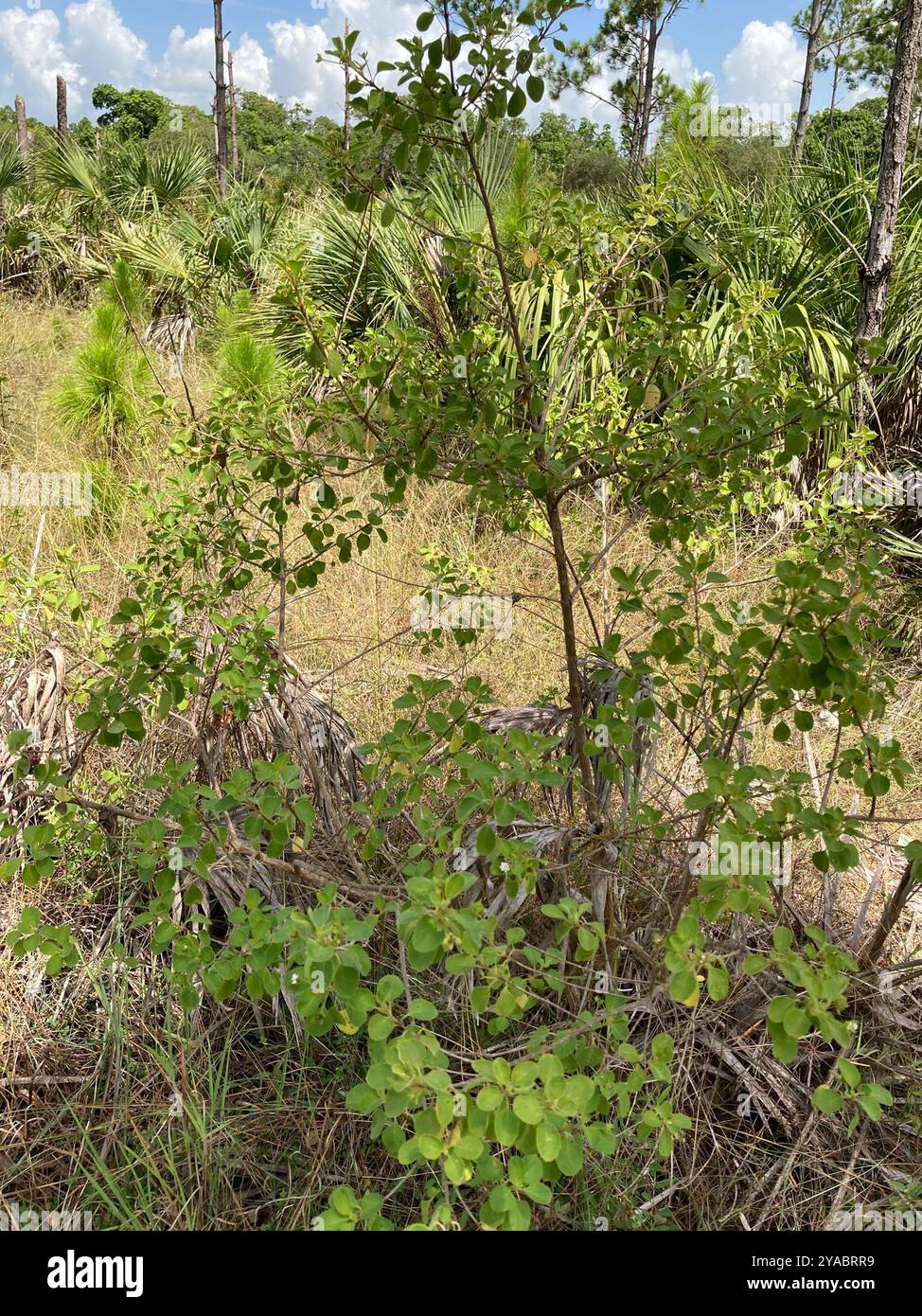 Button Sage (Lantana involucrata) Plantae Stock Photo - Alamy