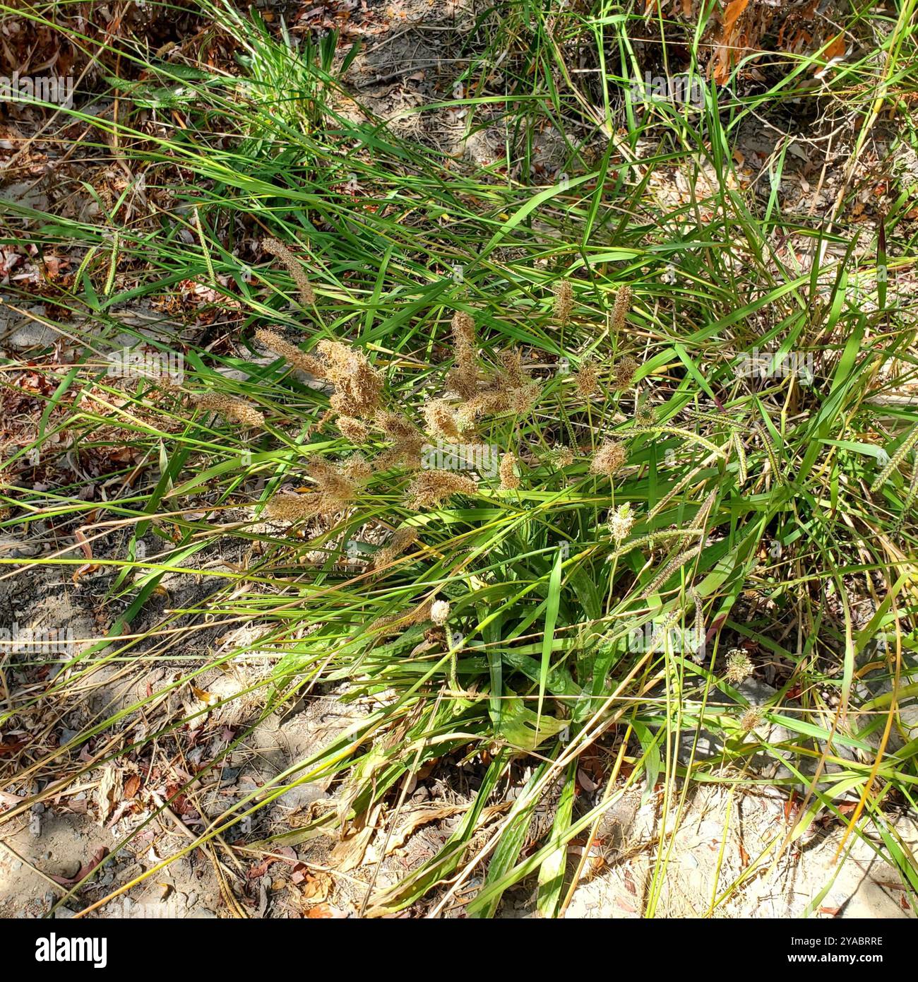 ribwort plantain (Plantago lanceolata) Plantae Stock Photo - Alamy