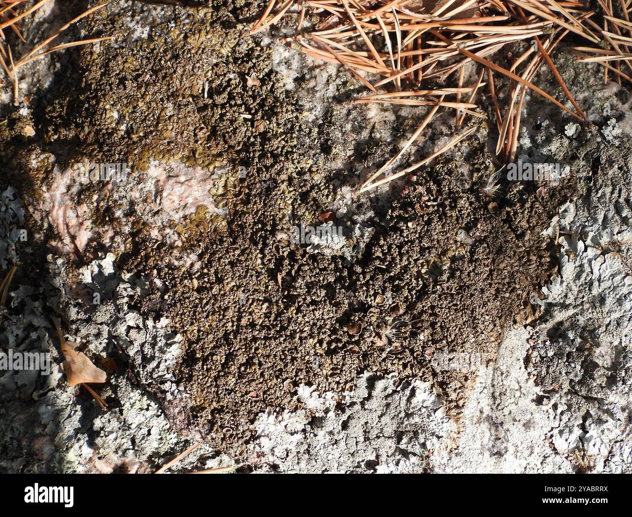 Brown Rock Shield Lichens (Neofuscelia) Fungi Stock Photo - Alamy