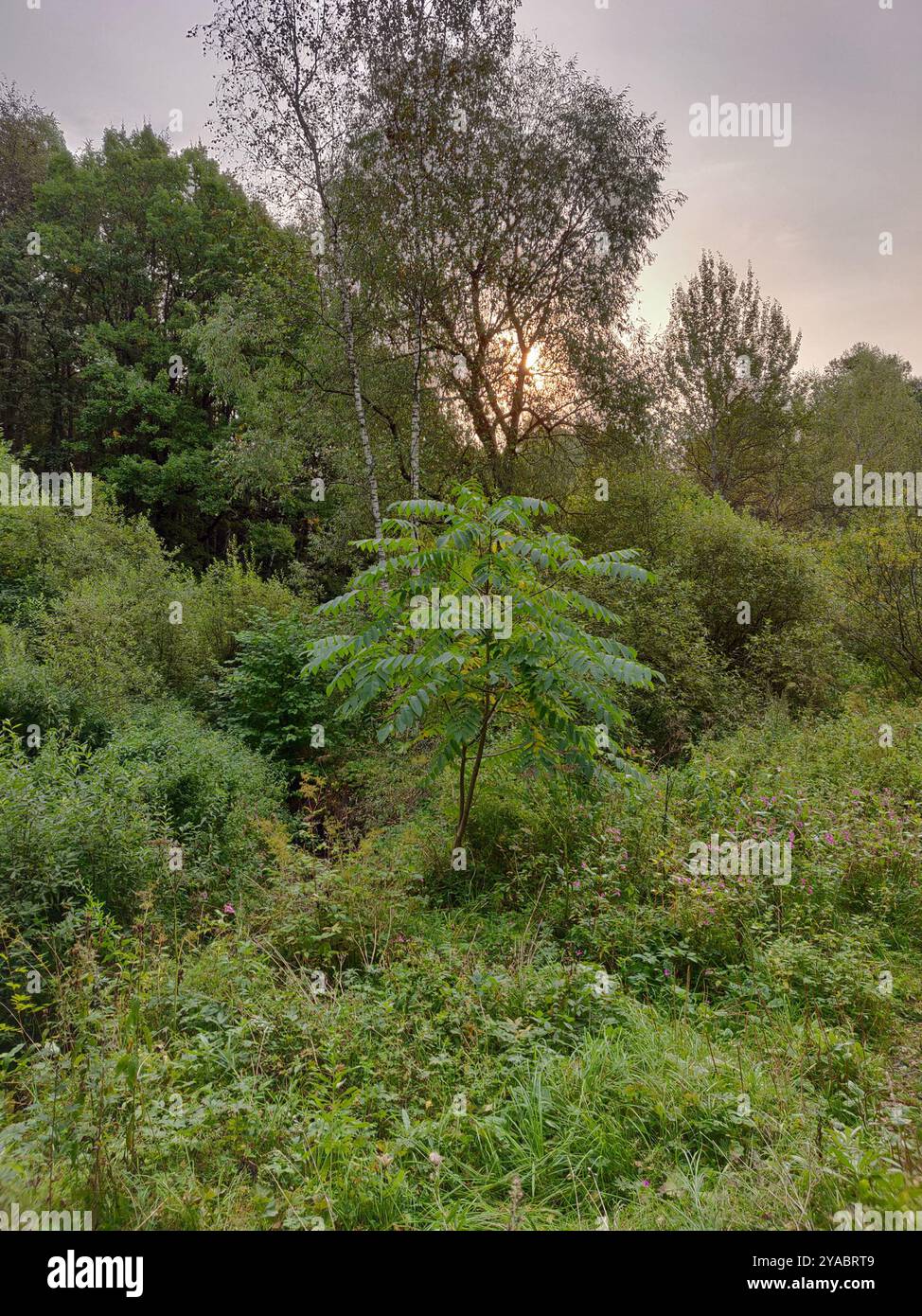 Manchurian walnut (Juglans mandshurica) Plantae Stock Photo - Alamy