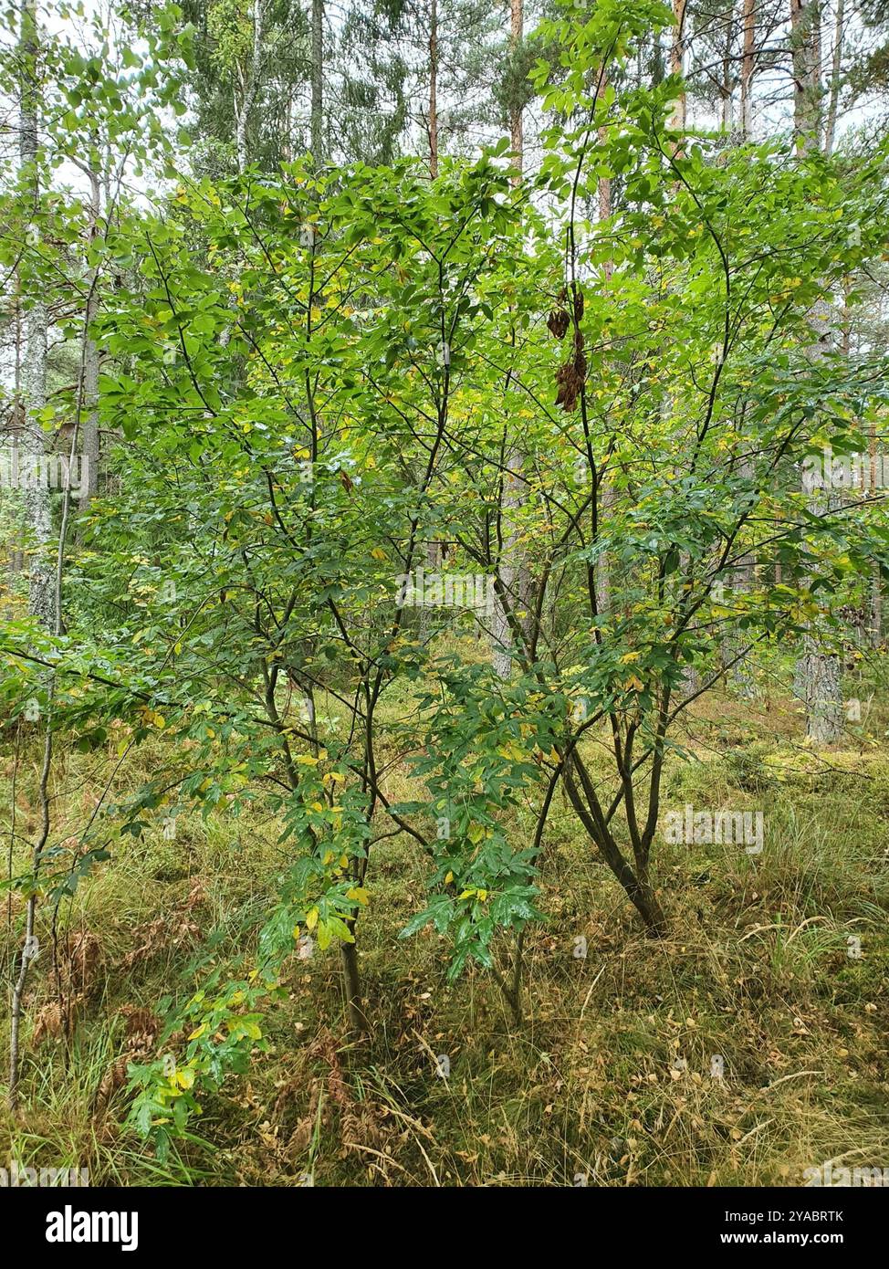 Laburnum (Laburnum) Plantae Stock Photo - Alamy