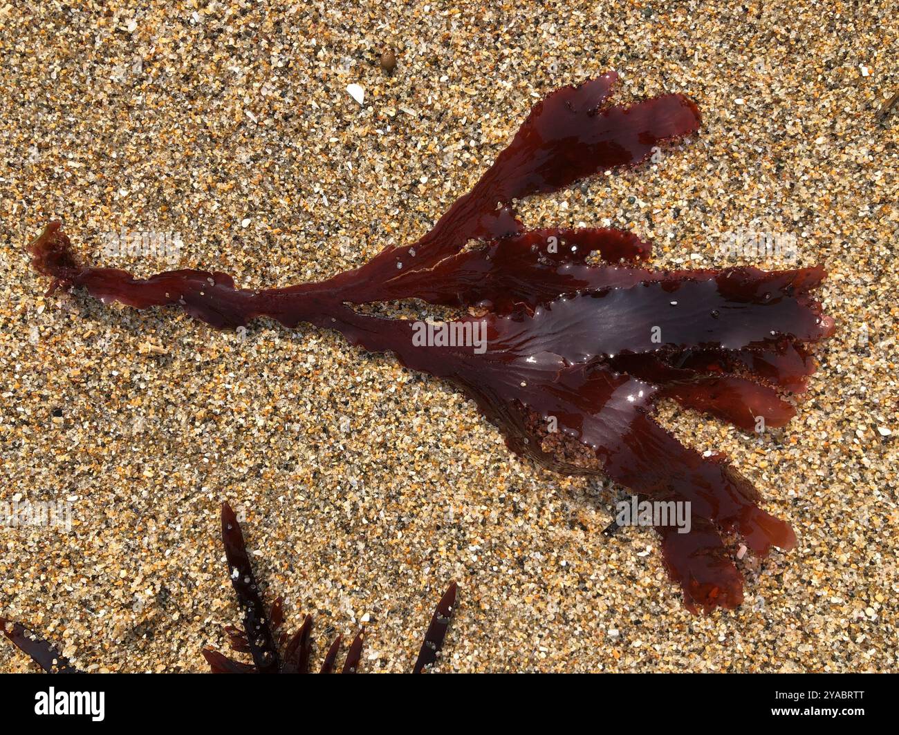 Grape Tongue (Cryptopleura ruprechtiana) Plantae Stock Photo - Alamy