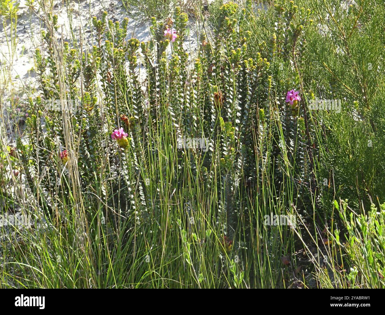 Salter (Saltera sarcocolla) Plantae Stock Photo - Alamy