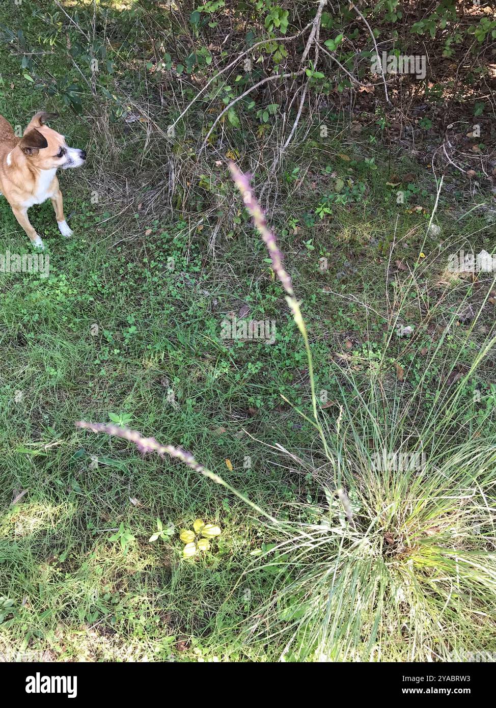 Tall Dropseed (Sporobolus compositus) Plantae Stock Photo - Alamy
