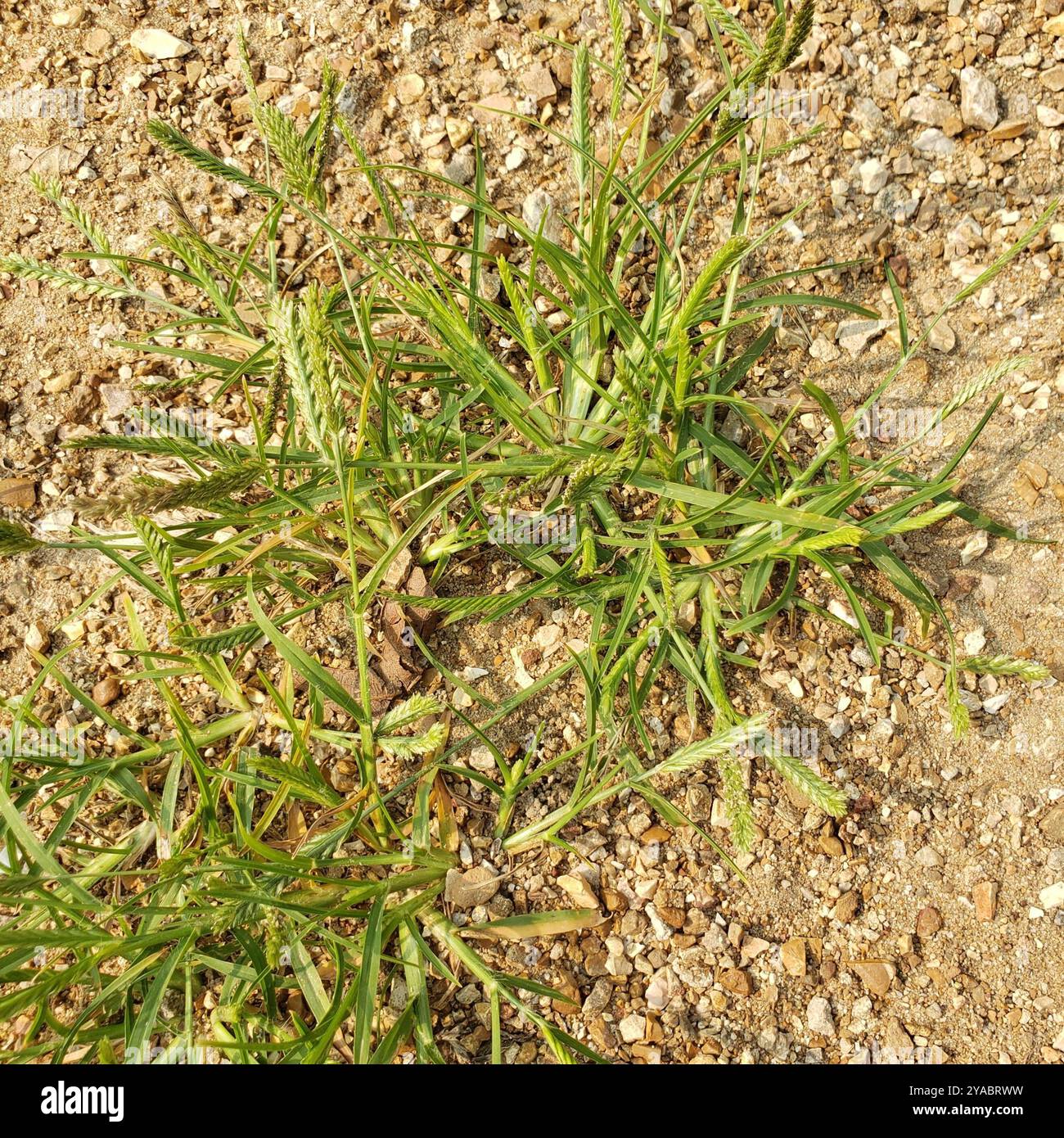 Goose Grass (Eleusine indica) Plantae Stock Photo - Alamy