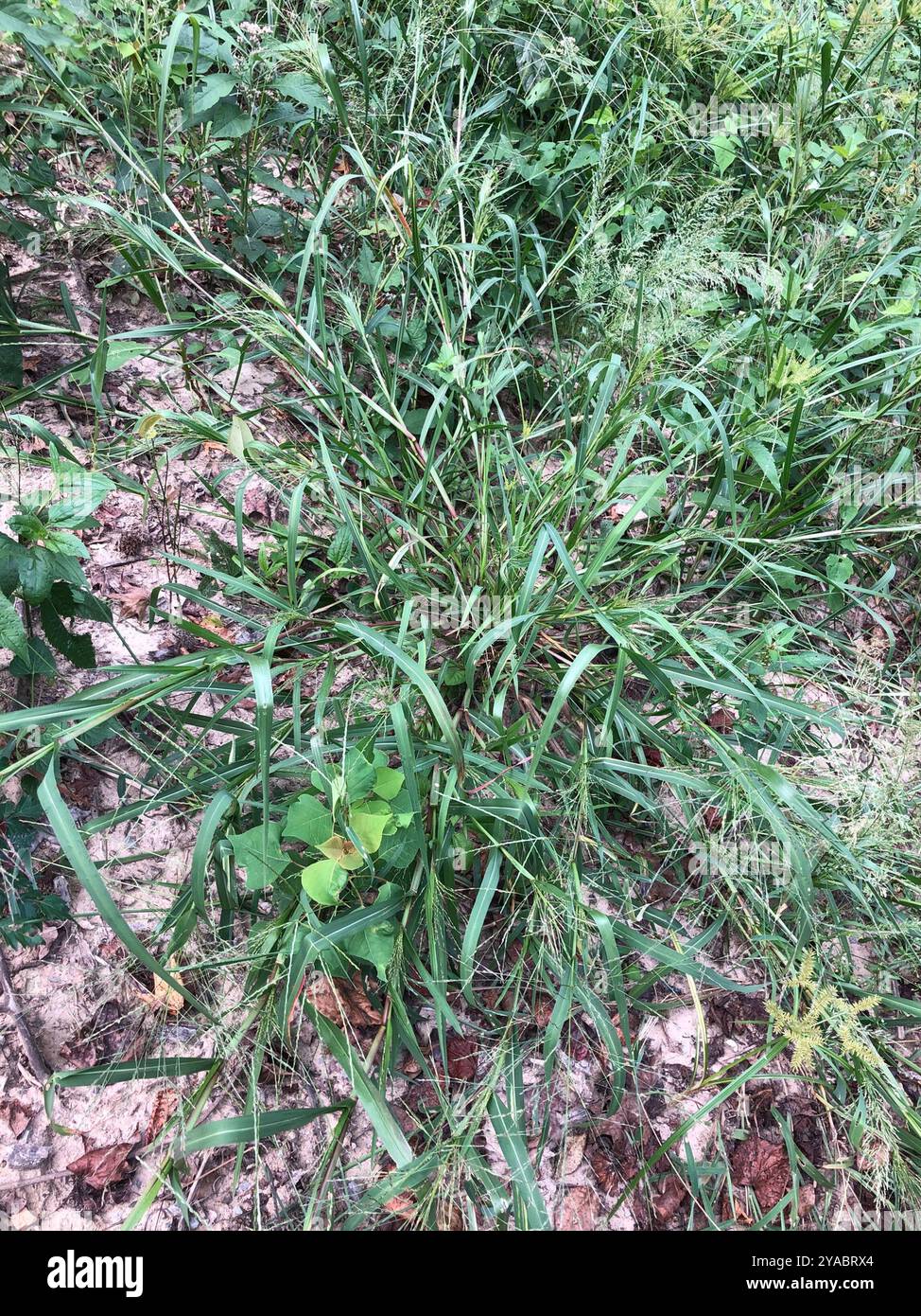 Fall Panic Grass (Panicum dichotomiflorum dichotomiflorum) Plantae ...