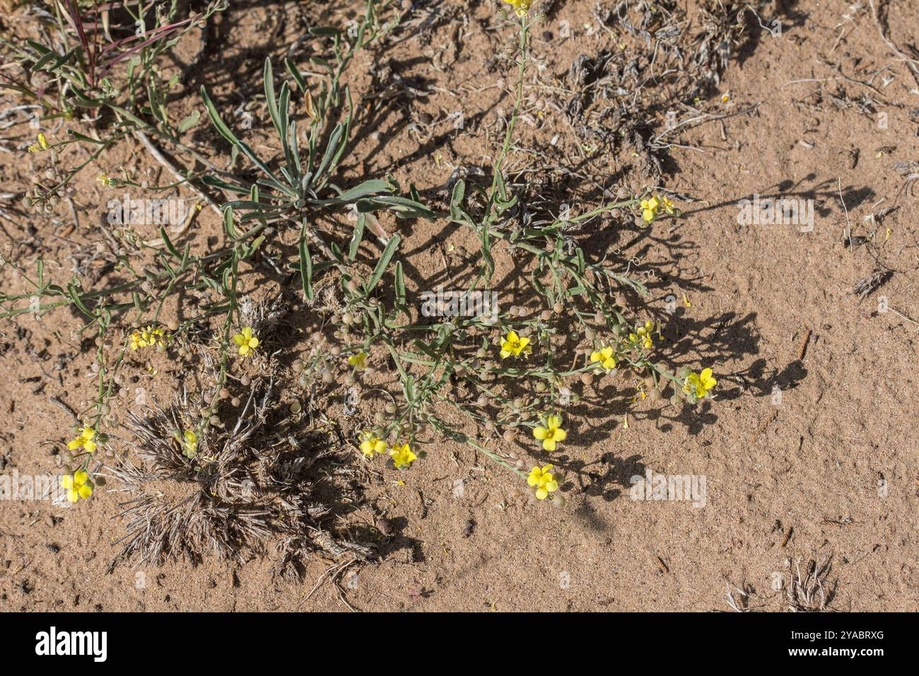 Straight Bladderpod (Physaria rectipes) Plantae Stock Photo - Alamy