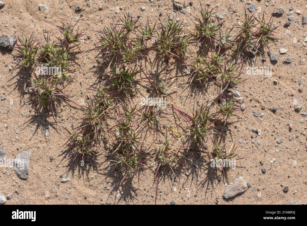 False Buffalograss (Munroa squarrosa) Plantae Stock Photo - Alamy