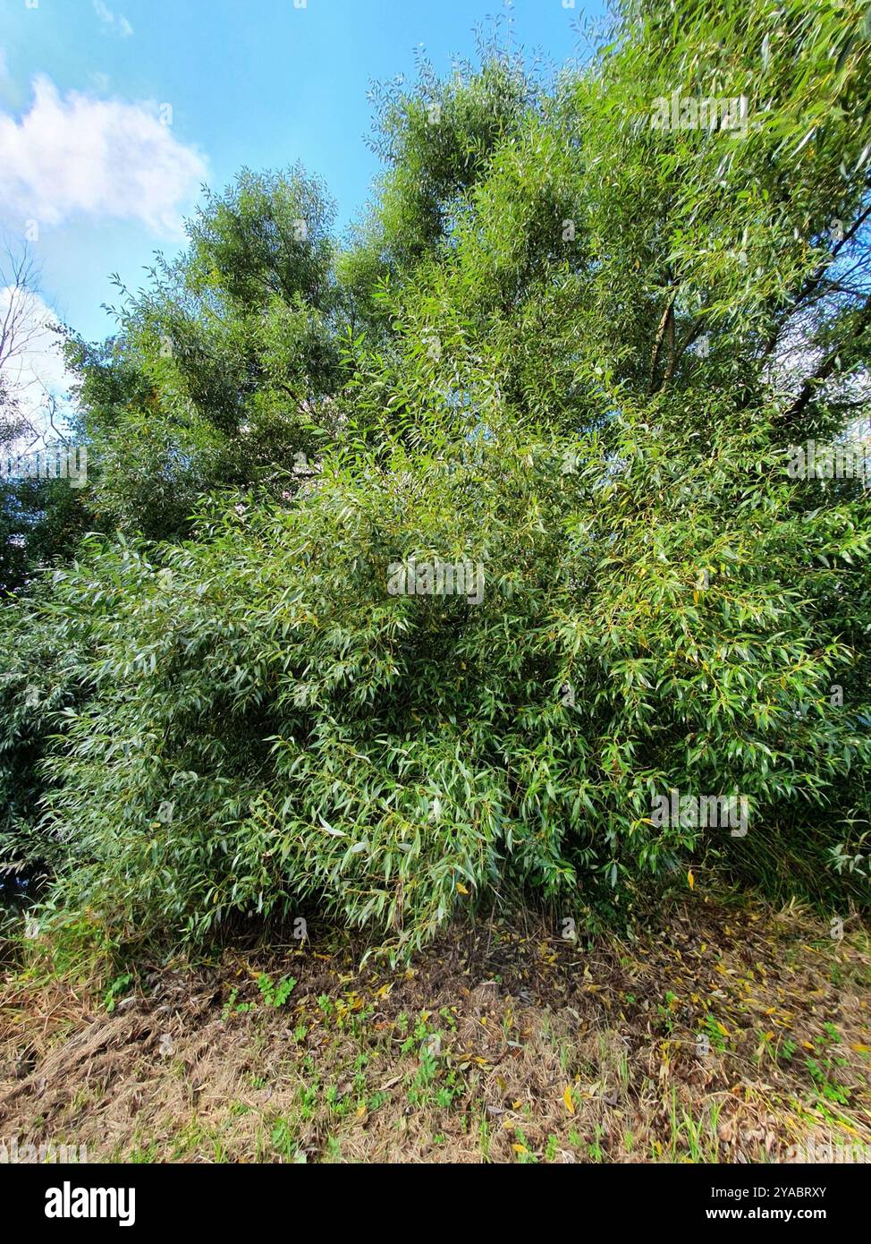 hybrid crack willow (Salix × fragilis) Plantae Stock Photo - Alamy
