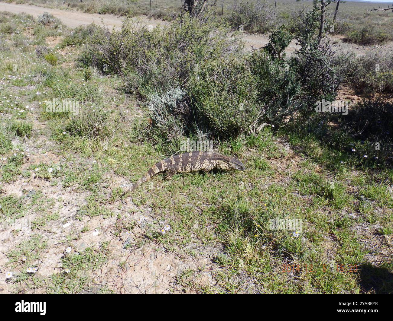 White-throated monitor (Varanus albigularis albigularis) Reptilia Stock ...