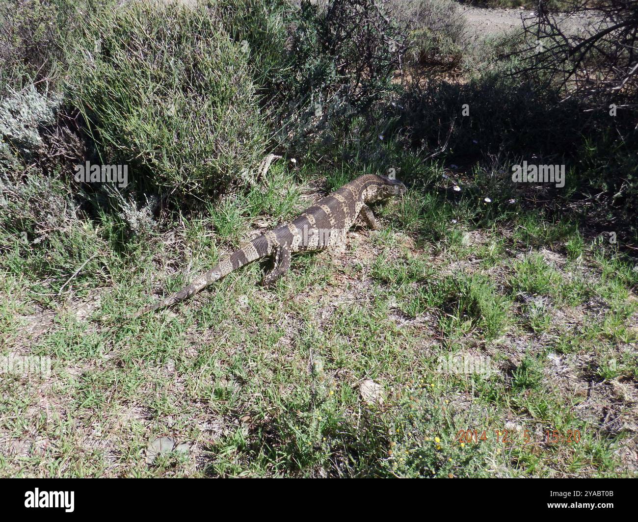 White-throated monitor (Varanus albigularis albigularis) Reptilia Stock ...