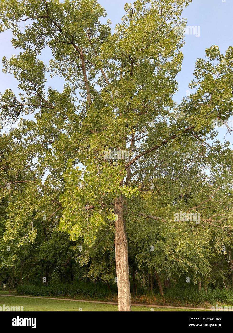 Eastern Cottonwood (Populus deltoides) Plantae Stock Photo - Alamy