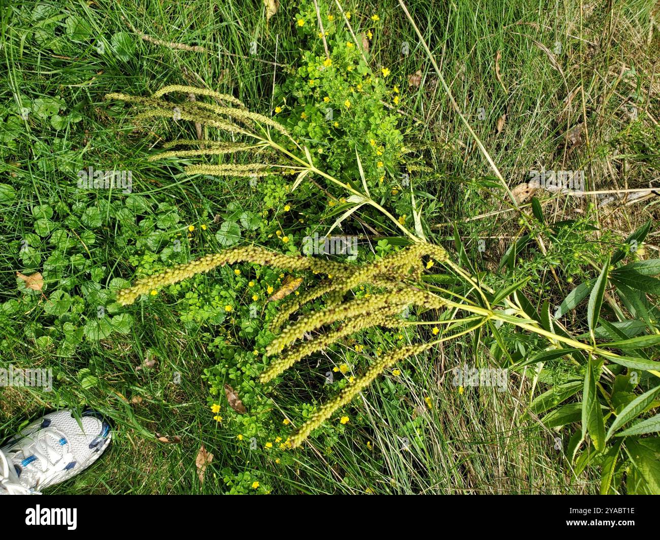 Culver's root (Veronicastrum virginicum) Plantae Stock Photo - Alamy