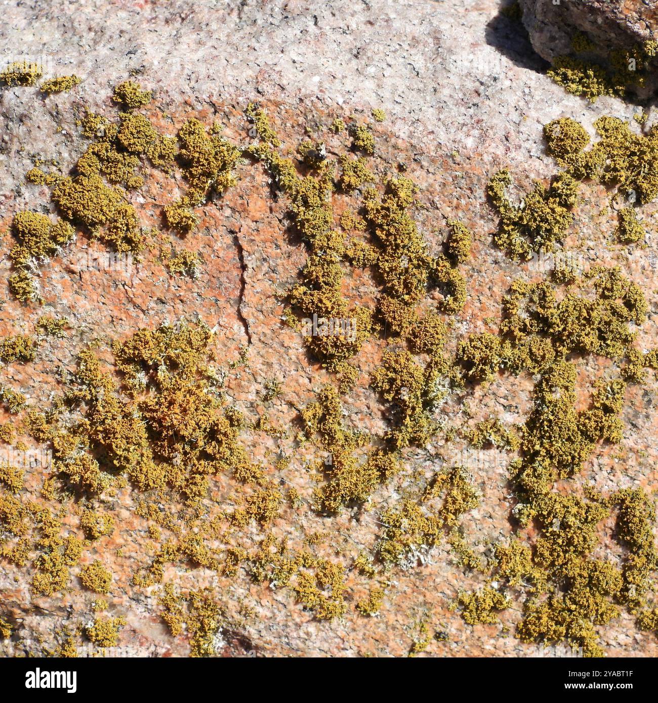 Shrubby Sunburst Lichen (Polycauliona candelaria) Fungi Stock Photo - Alamy