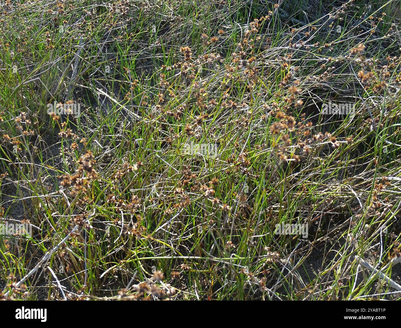 Jointed rush (Juncus articulatus) Plantae Stock Photo - Alamy