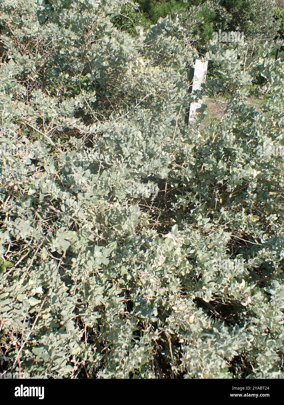 Mediterranean Saltbush (Atriplex halimus) Plantae Stock Photo - Alamy