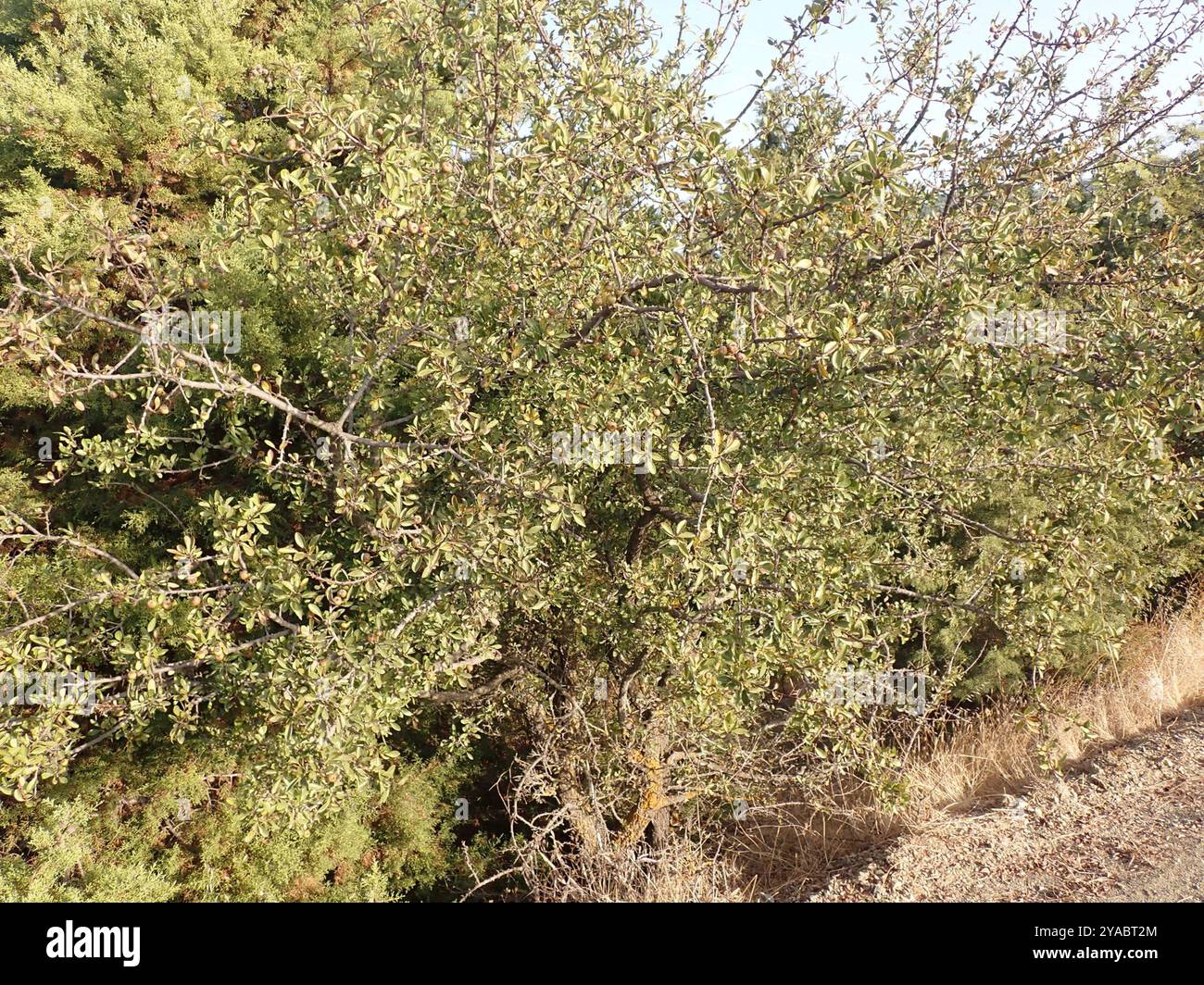 Almond-leaved pear (Pyrus spinosa) Plantae Stock Photo - Alamy