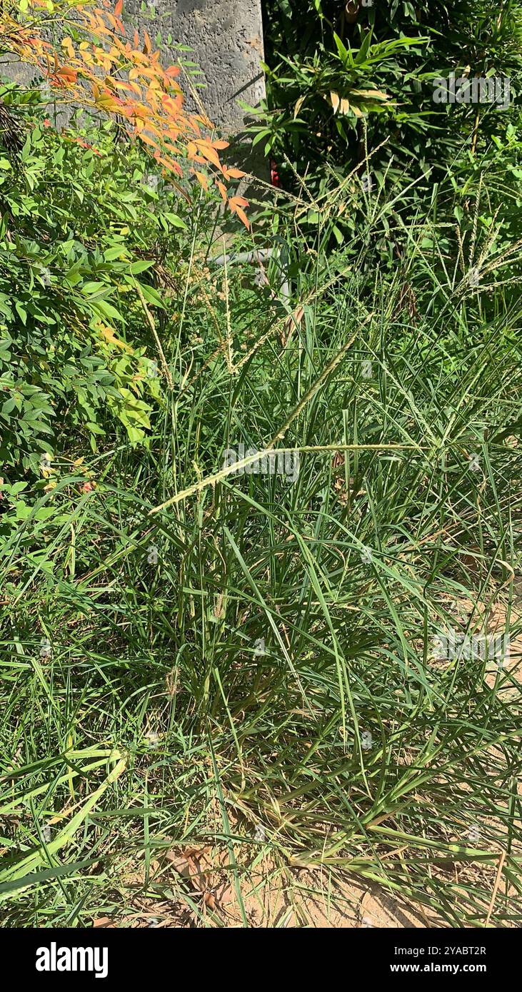 Goose Grass (Eleusine indica) Plantae Stock Photo - Alamy