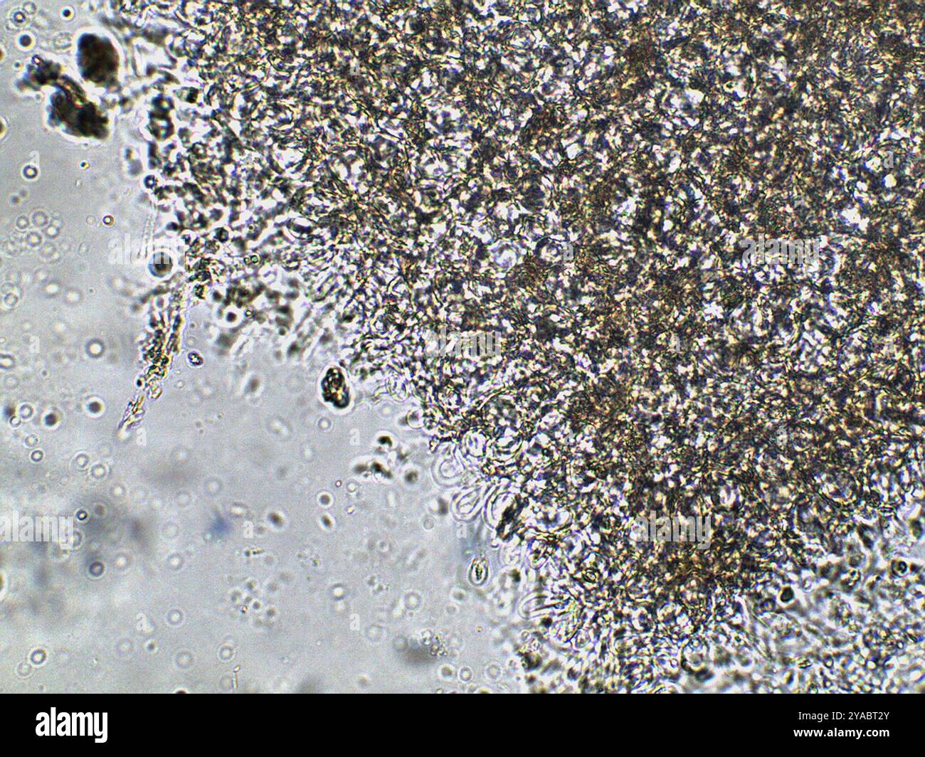 Cyclocybe erebia hi-res stock photography and images - Alamy