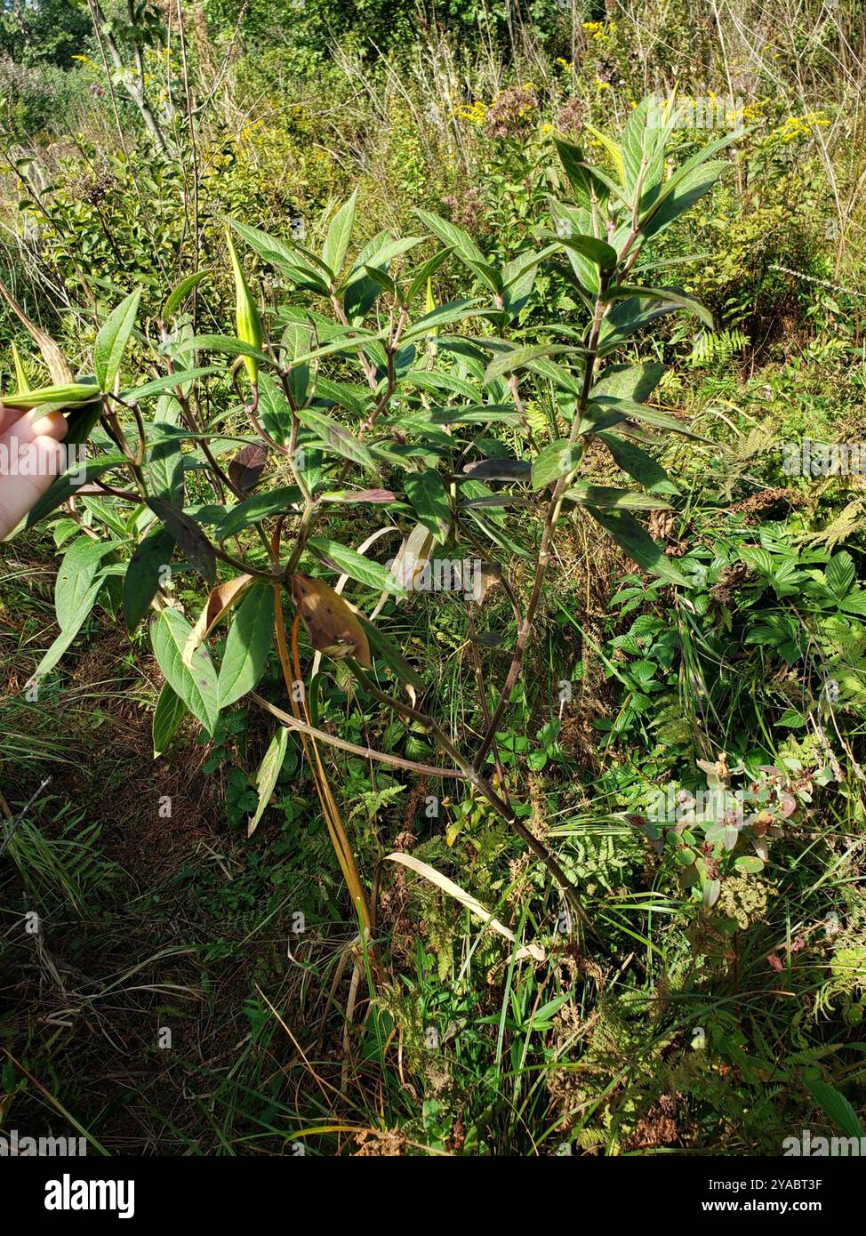 swamp milkweed (Asclepias incarnata) Plantae Stock Photo - Alamy
