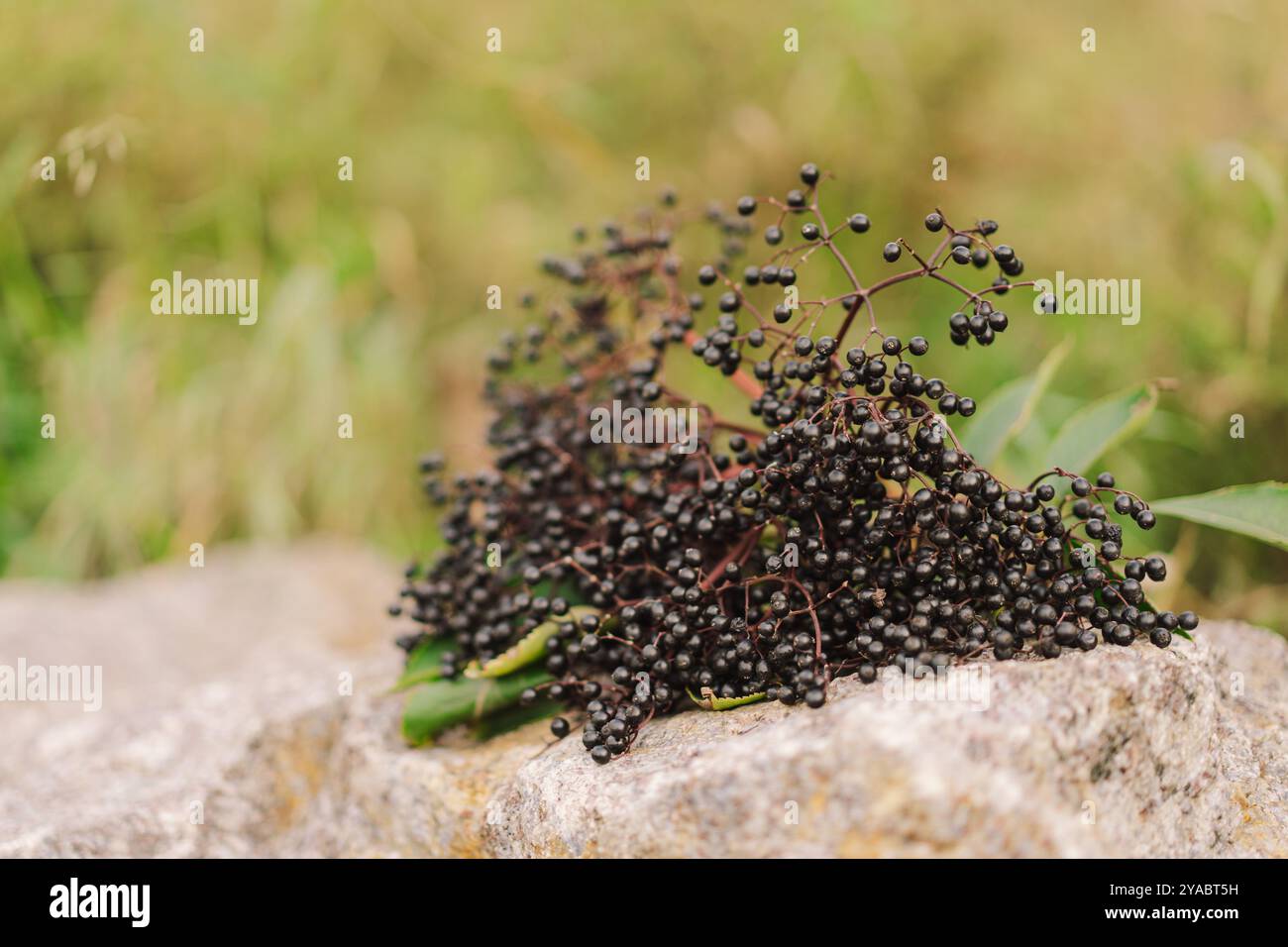 A cluster of ripe elderberries with deep purple-black fruit Stock Photo ...