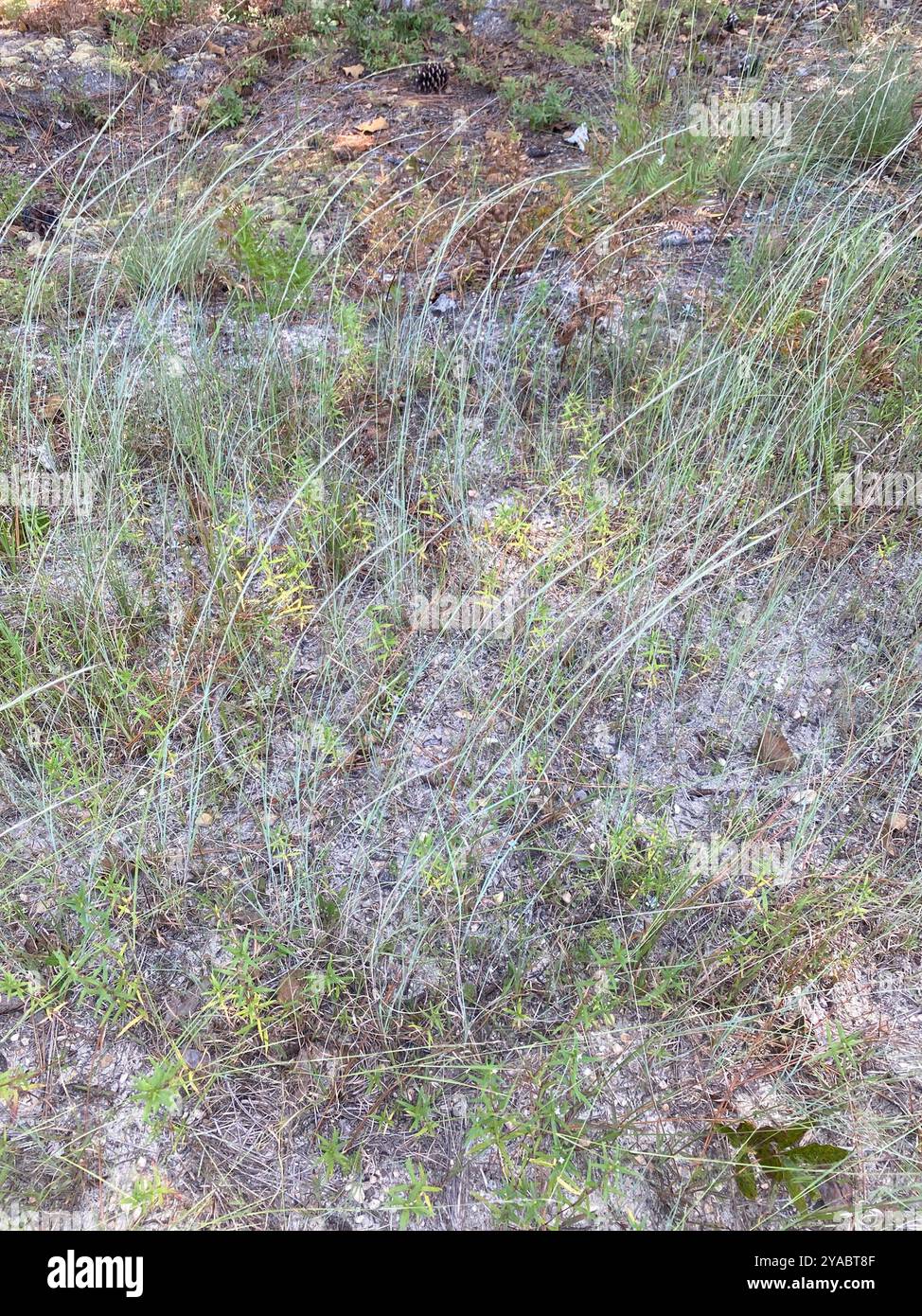 Arrowfeather Threeawn (Aristida purpurascens) Plantae Stock Photo - Alamy