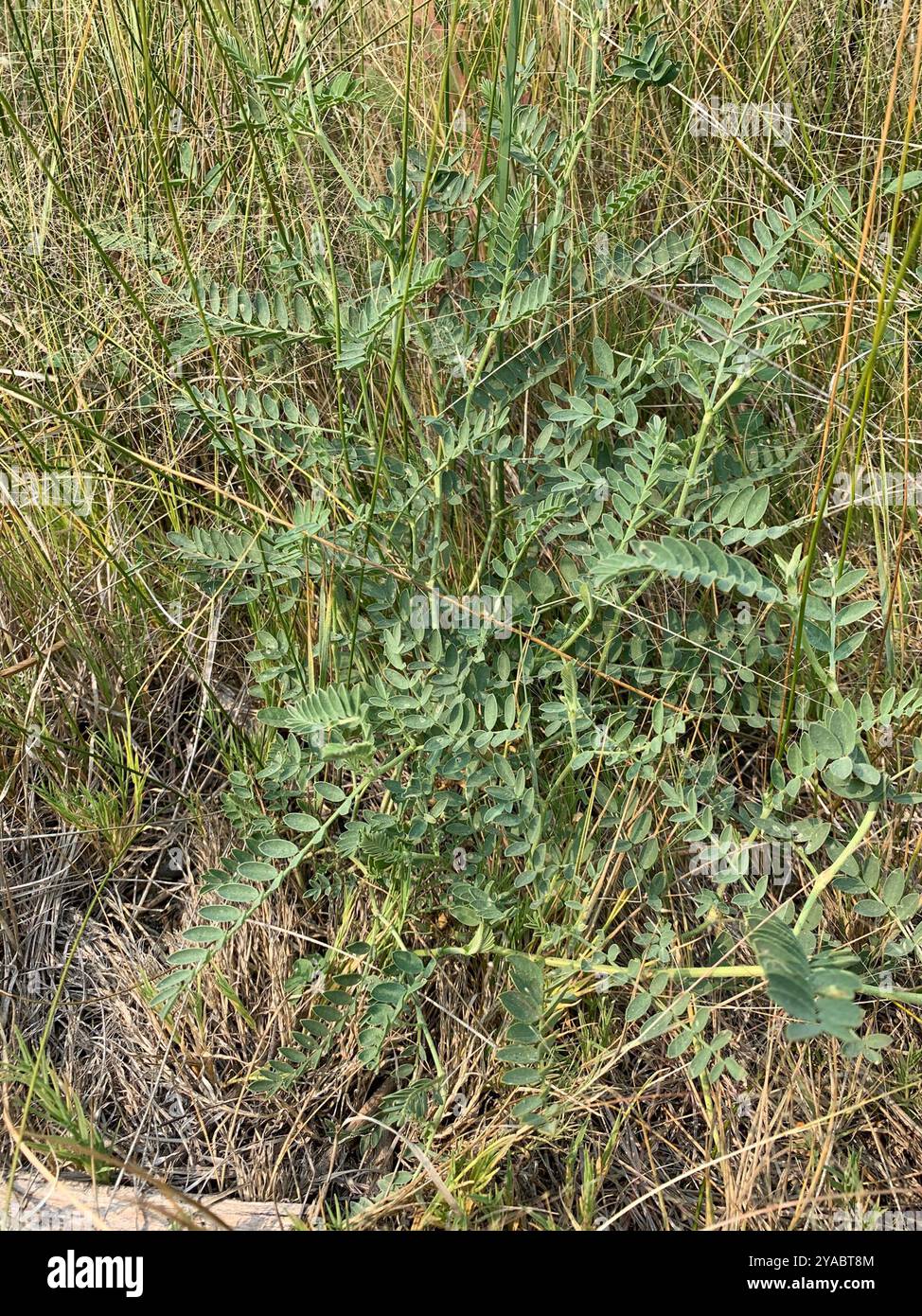 Canadian milkvetch (Astragalus canadensis) Plantae Stock Photo - Alamy