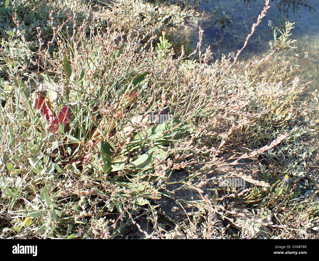 Lax-flowered Sea-lavender (Limonium humile) Plantae Stock Photo - Alamy