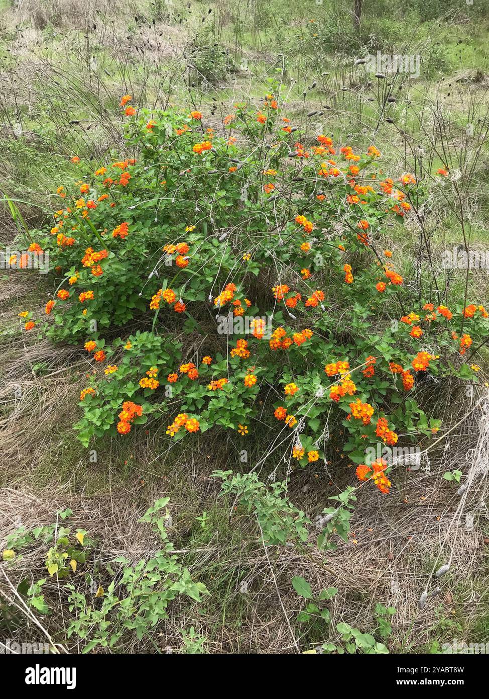Texas lantana (Lantana urticoides) Plantae Stock Photo - Alamy