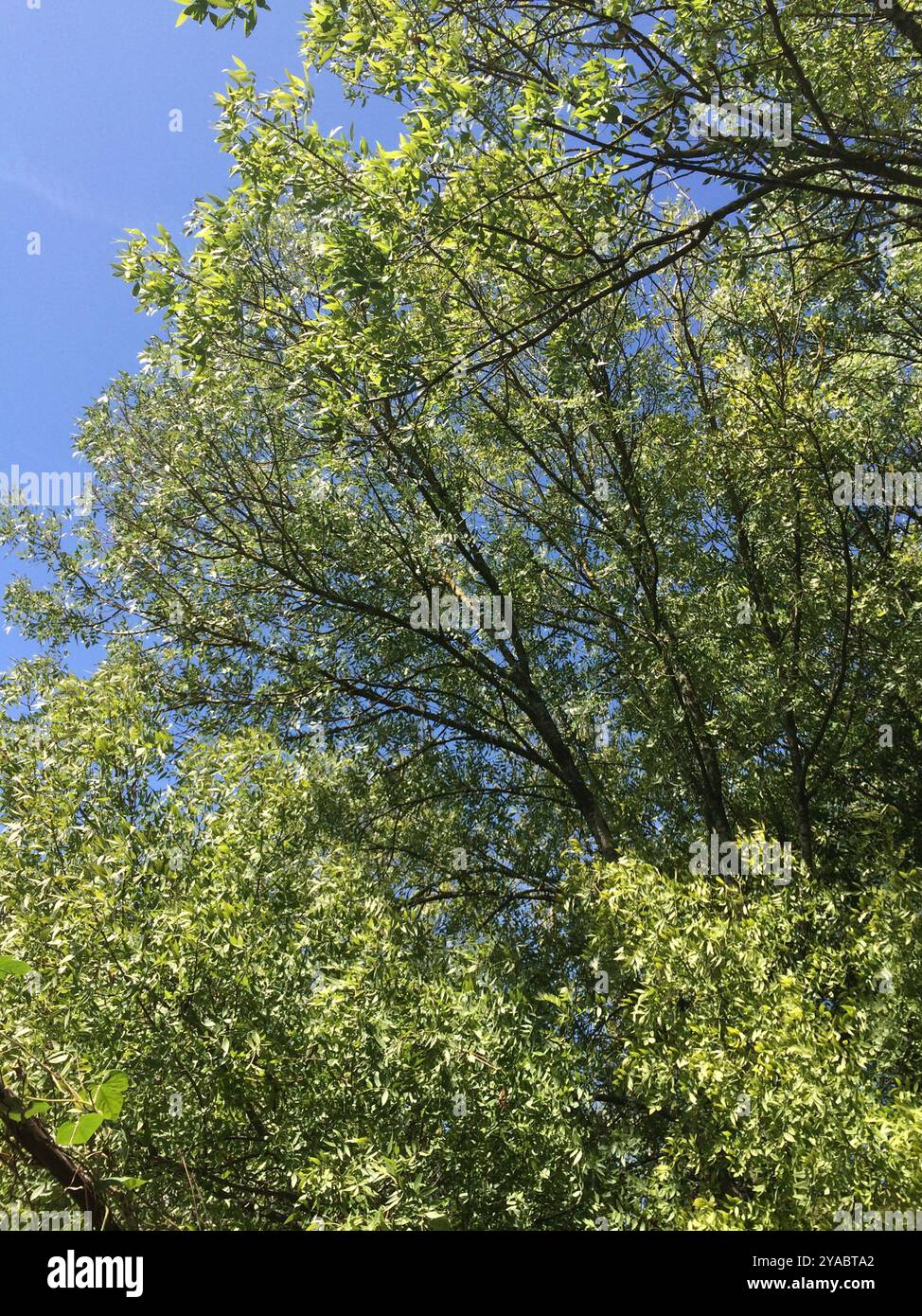 Narrow-leaved Ash (Fraxinus angustifolia) Plantae Stock Photo - Alamy