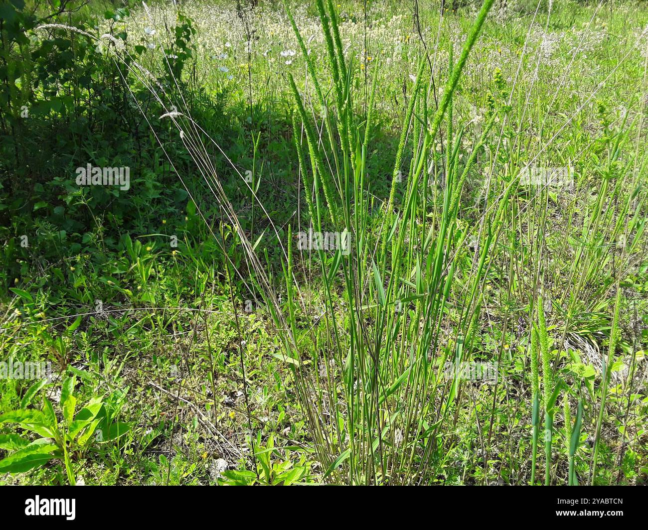 Purple-stem Cat's-tail (Phleum phleoides) Plantae Stock Photo - Alamy