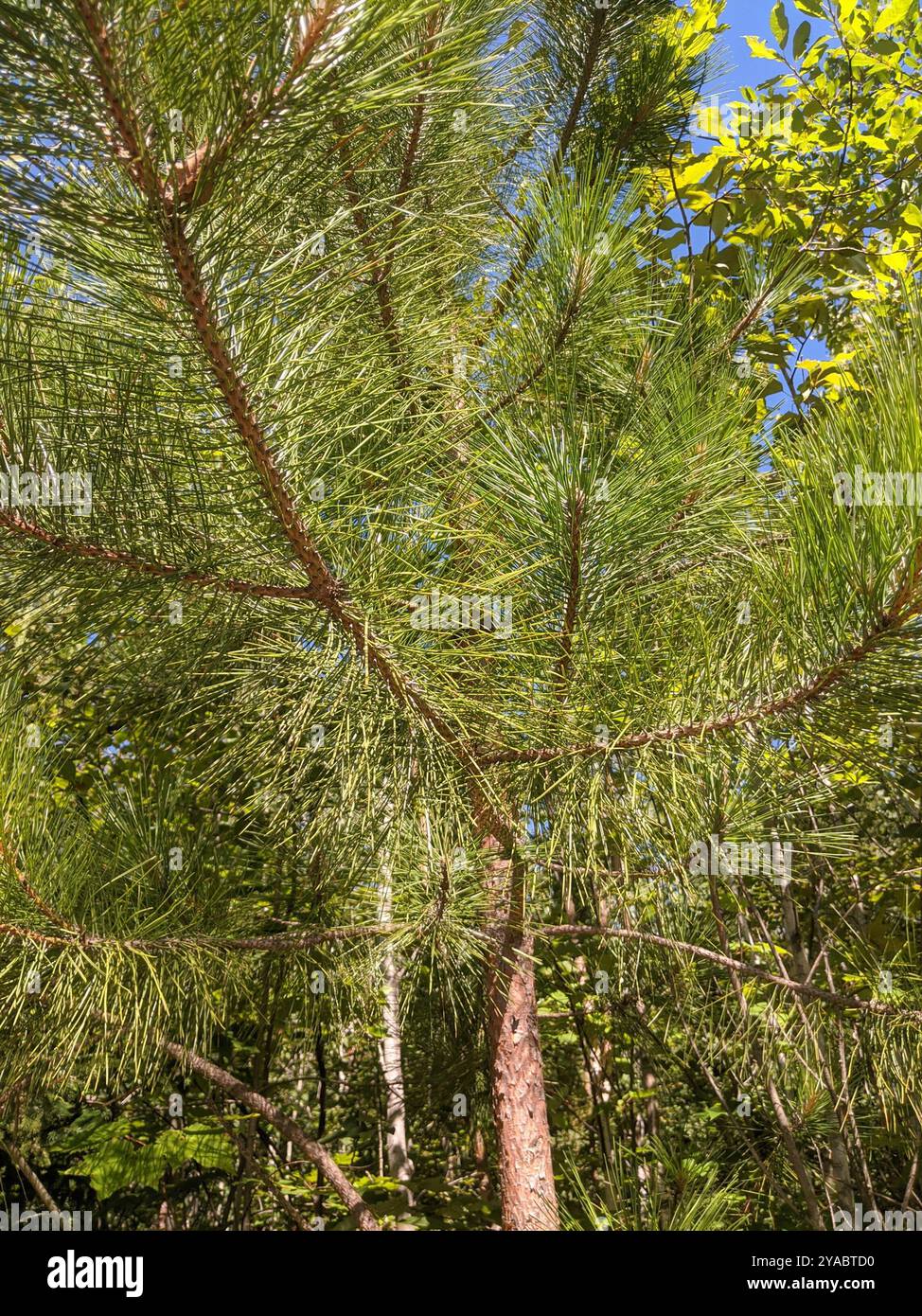 red pine (Pinus resinosa) Plantae Stock Photo - Alamy
