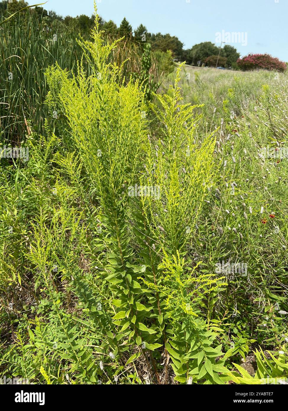 tall goldenrod (Solidago altissima) Plantae Stock Photo - Alamy